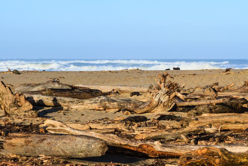 129 Driftwood Central California Beach Stock Photos - Free & Royalty ...