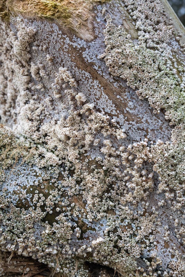 Driftwood Covered in White Barnacles. Barnacle Texture Stock Photo ...