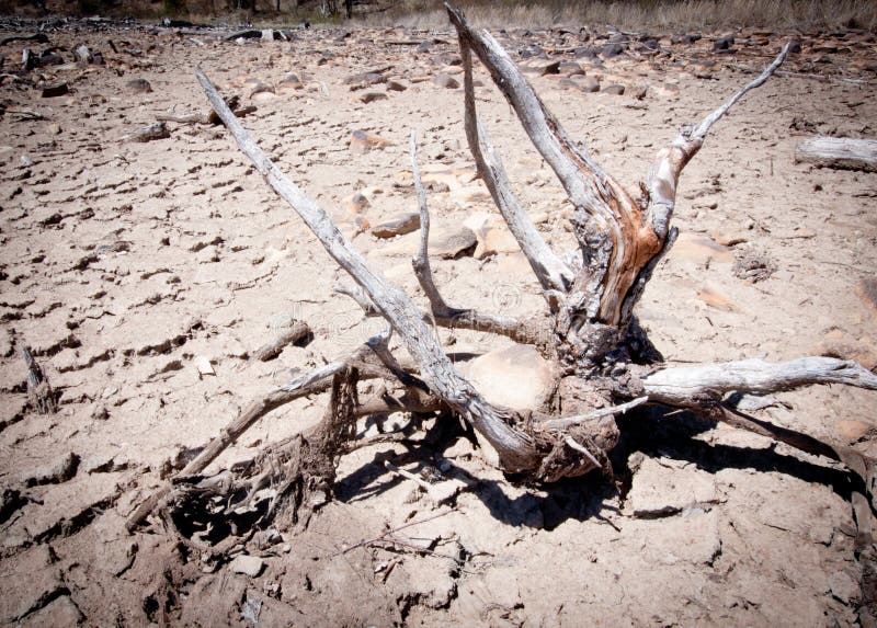Driftwood in the Dried Out Mud Stock Image - Image of branches, dirt ...