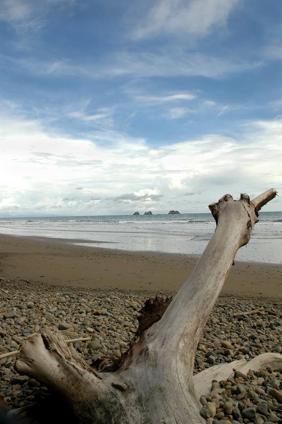 Driftwood log on beach stock photo. Image of driftwood - 1044098