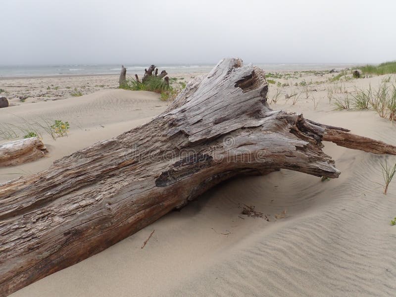 Driftwood Log stock image. Image of beach, summer, grass - 96351405