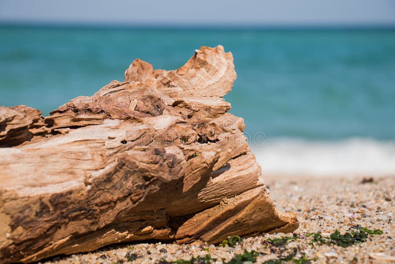 Driftwood log on the beach stock image. Image of pacific - 44257945