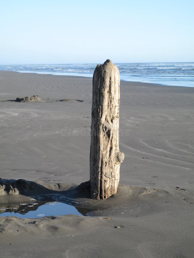 Driftwood log on the beach stock photo. Image of standing - 65888622