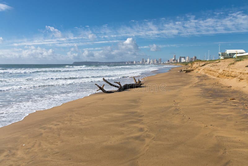Driftwood Log on Empty Beach and Blue Cloudy Sky Stock Photo - Image of ...