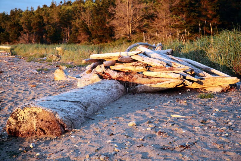Driftwood and Log on Sandy Beach Stock Photo - Image of bleached ...