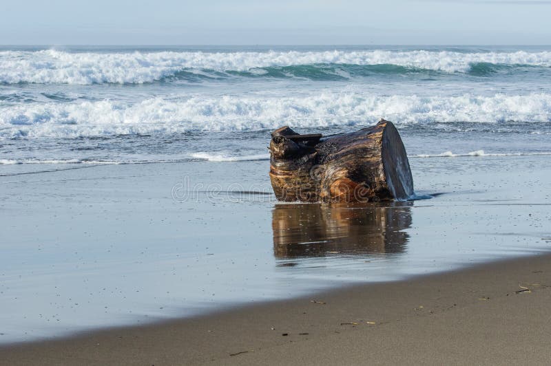 Driftwood Log Washed Up on a Sandy Beach Stock Image - Image of scenic ...