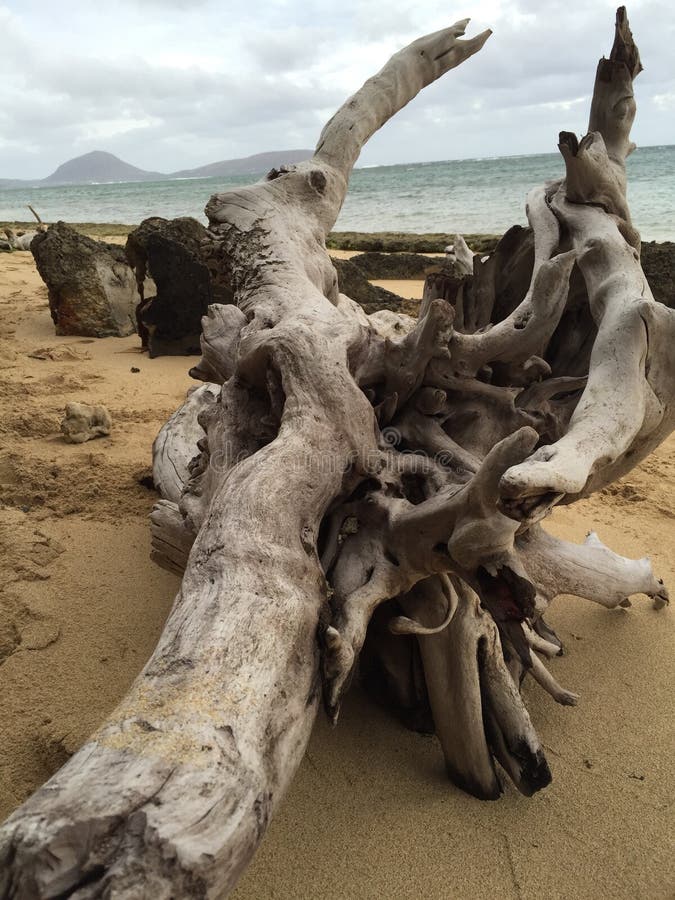 Driftwood, ocean, crater stock photo. Image of crater - 56587286