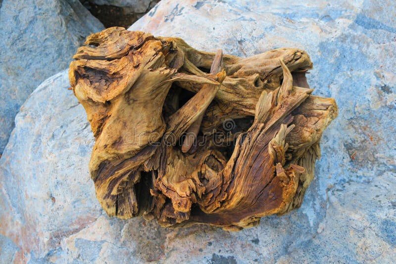 Driftwood Root Tangle Nyle Creek Stock Image - Image of nyle, columbia ...