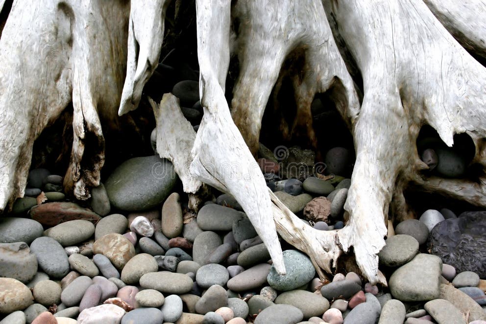 Driftwood Roots stock image. Image of root, trunk, trees - 1019489