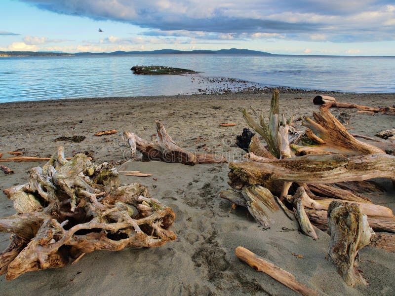 Driftwood on Sandy Ocean Beach Stock Image - Image of driftwood ...