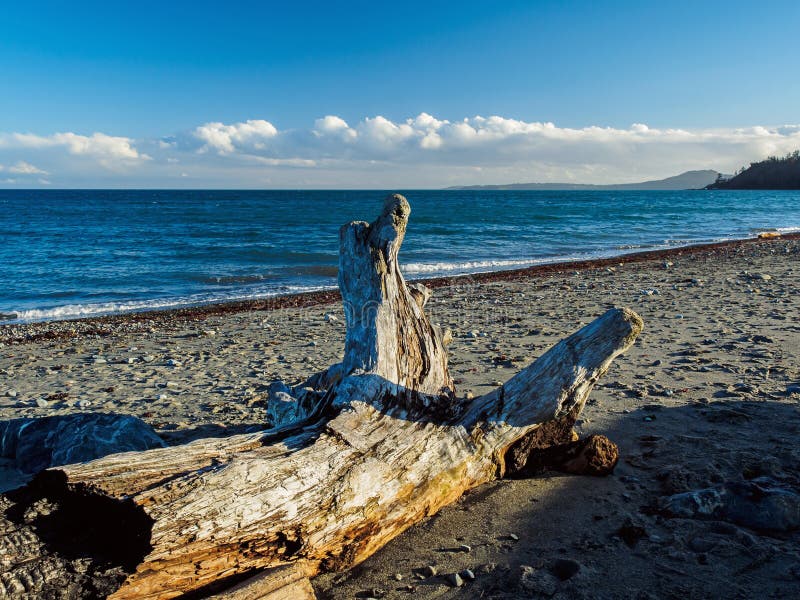 Driftwood on a Sandy Ocean Beach Stock Image - Image of seaweed, ocean ...