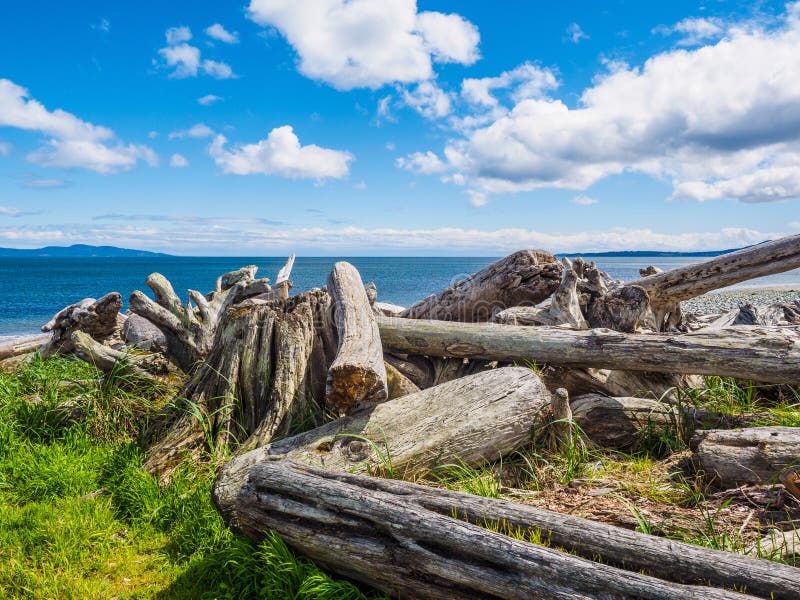 Driftwood on Sandy Ocean Beach Stock Image - Image of water, ripples ...
