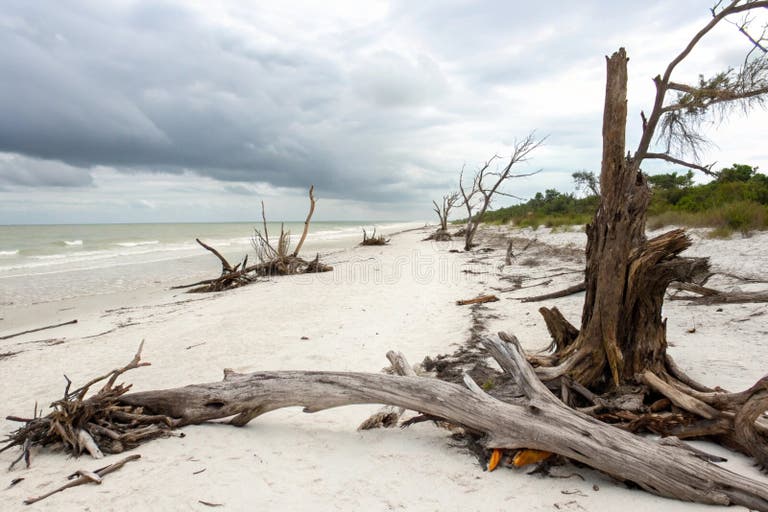 Sanibel Island Stock Illustrations – 35 Sanibel Island Stock ...