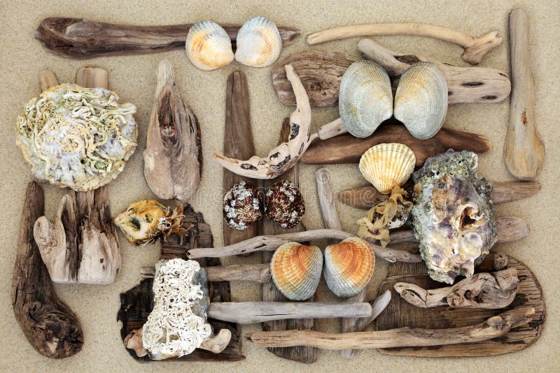Driftwood and Seashell Abstract Stock Photo - Image of life, rough ...