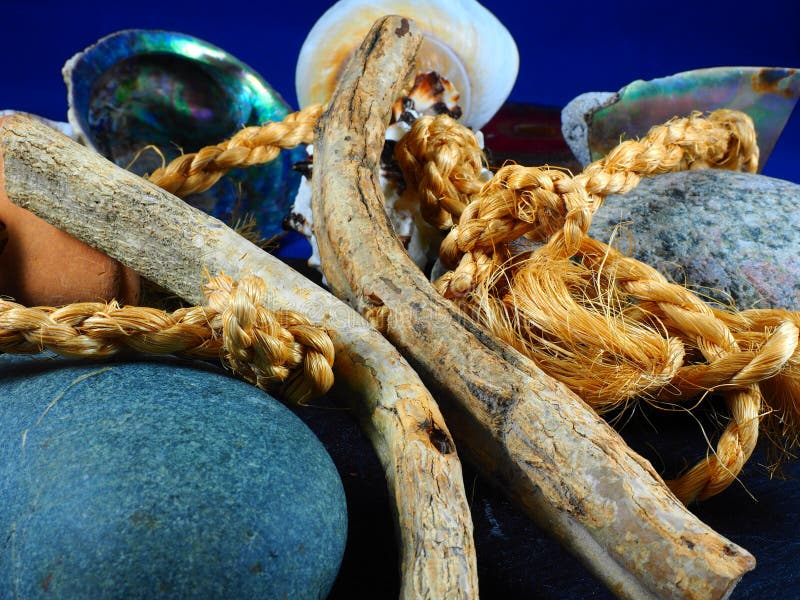 Driftwood and shells stock image. Image of shells, pebbles - 64679203