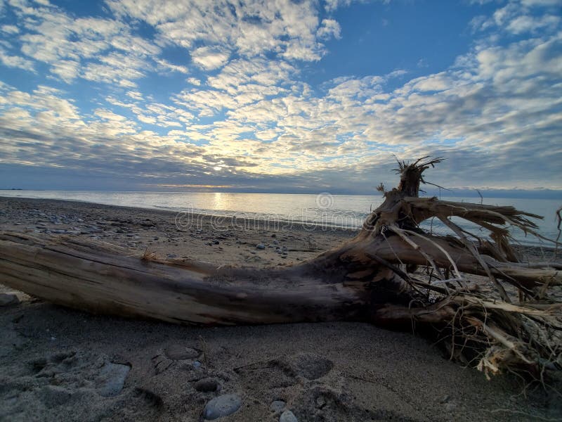 Driftwood at Sunset Beach stock image. Image of season - 253058459