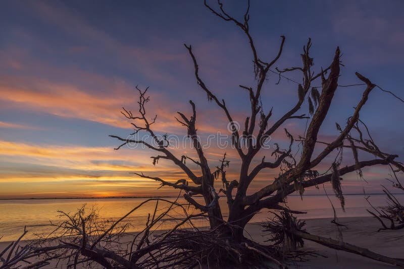 Driftwood and Tree Branches on a Georgia Beach at Sunset Stock Image ...