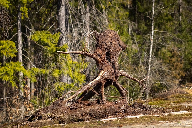 Driftwood from a Tree. the Roots of the Tree are Sticking Out. the Tree ...