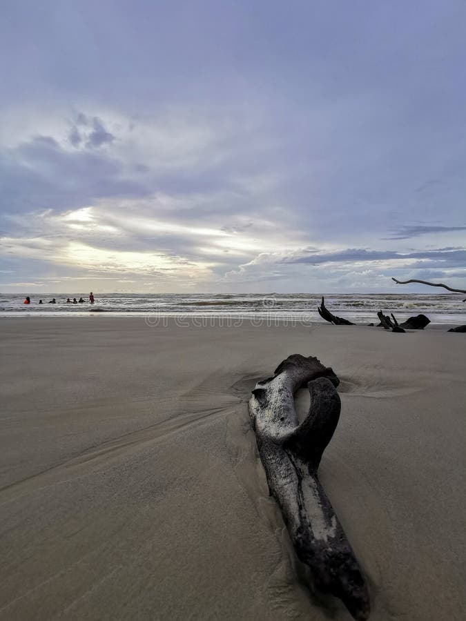 Driftwood or Tree Trunks by the Beach. Stock Image - Image of landscape ...