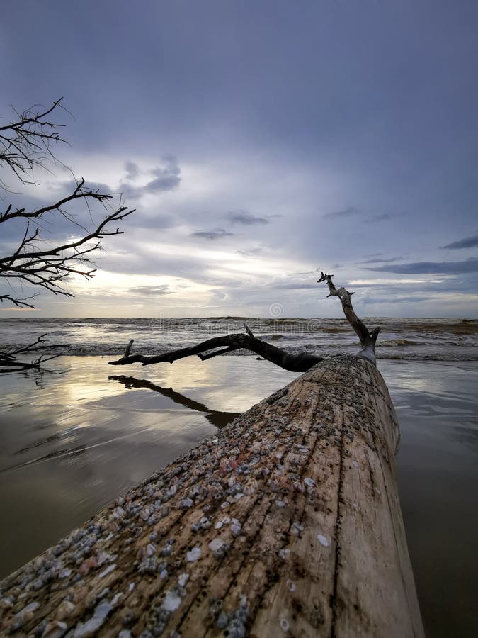 Driftwood or Tree Trunks by the Beach. Stock Image - Image of seaside ...