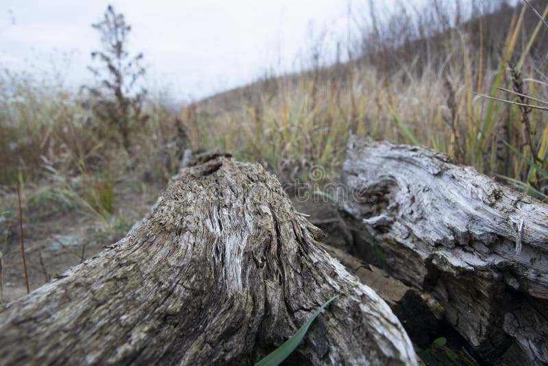 Driftwoods. Grey Tree Branches Lying Over the Water, Dry Dead Wood in a ...