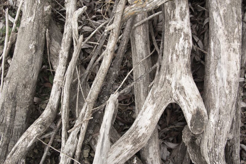 Driftwoods. Grey Tree Branches Lying Over the Water, Dry Dead Wood in a ... Driftwoods. Grey Tree Branches Lying Over the Water, Dry Dead Wood in a ...