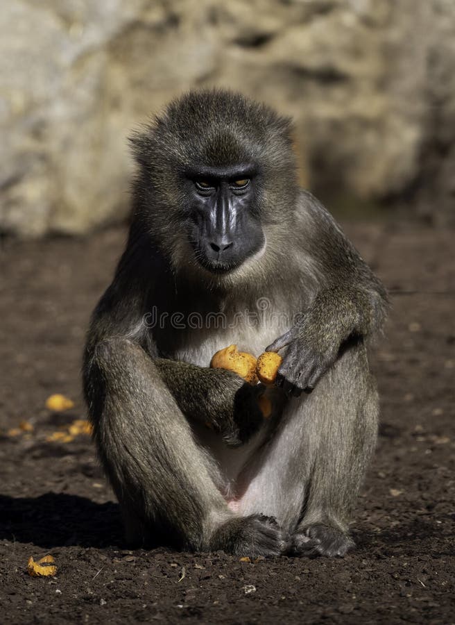 Drill Baboon Sitting and Eating Carrots on a Sunny Day Stock Image ...