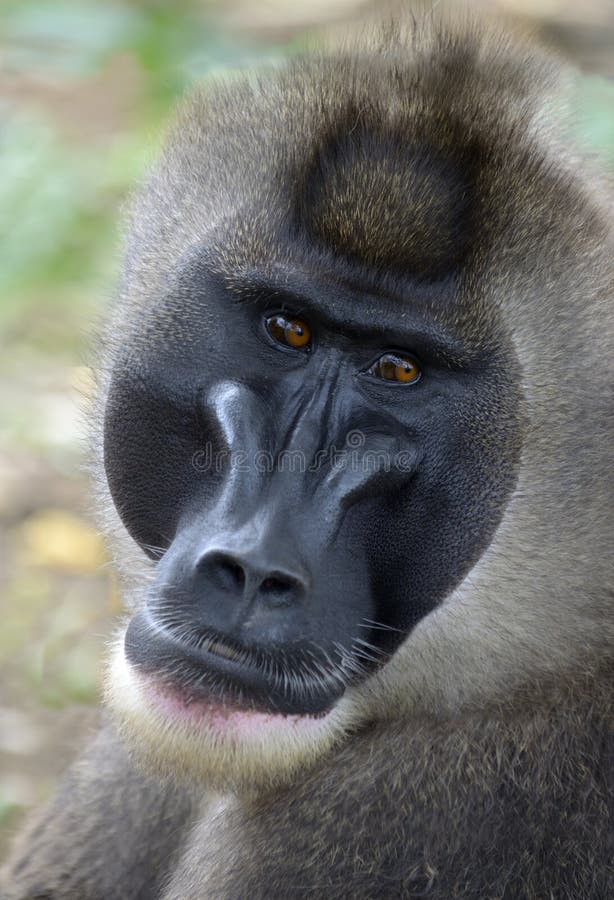 4+ Drill monkey portrait Free Stock Photos - StockFreeImages