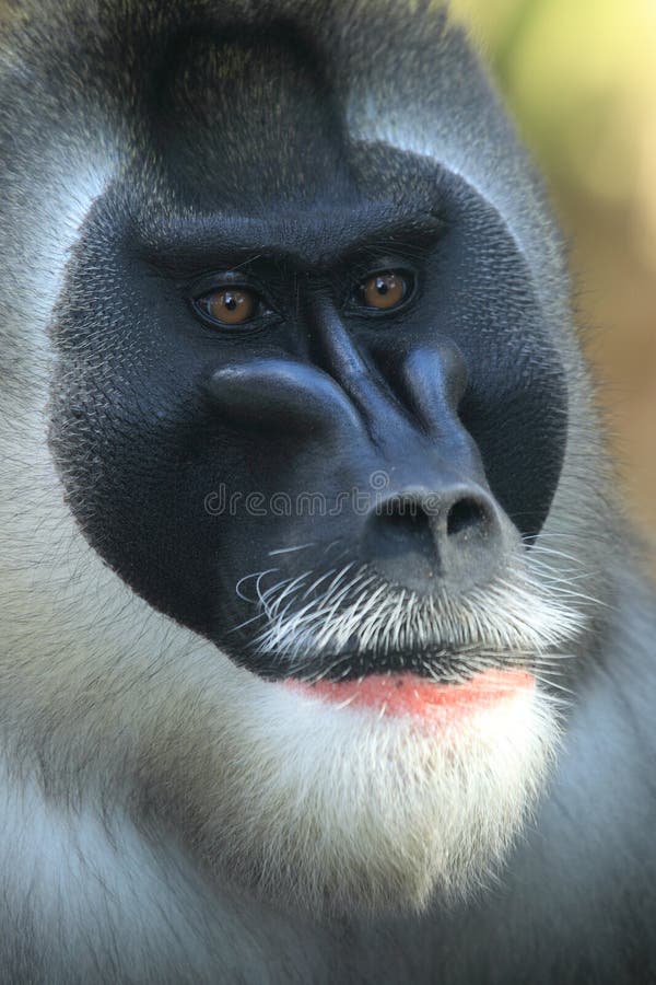 Drill stock photo. Image of world, monkey, head, mandrillus - 29987504