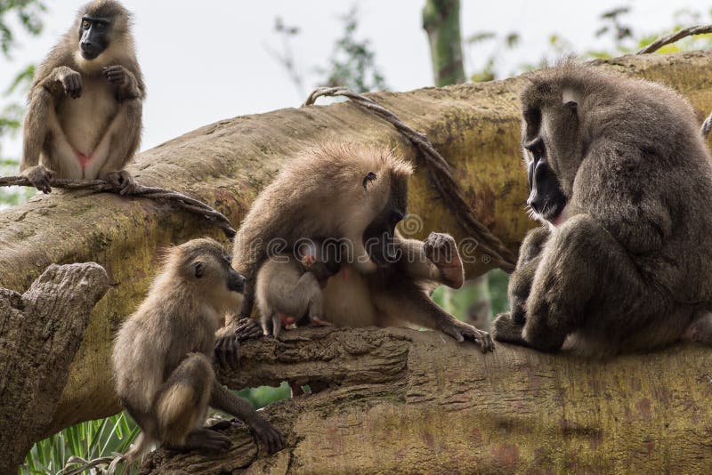 Drill Family of Baboons Mandrel Preening Another Stock Photo - Image of ...