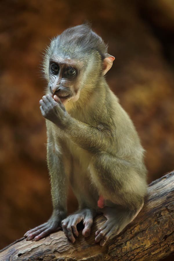 Drill Monkey Mandrillus Leucophaeus Stock Image - Image of ...