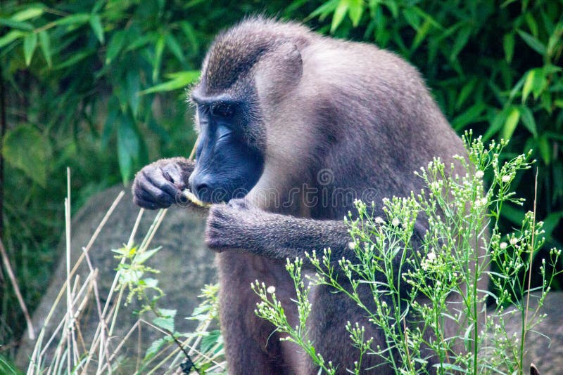 Drill Family of Baboons Mandrel Preening Another Stock Photo - Image of ...