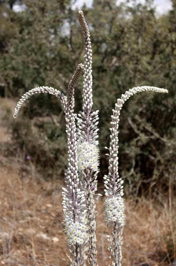 Drimia Maritima, Sea Onion, Sea Squill Which Bloom in Israel Stock ...