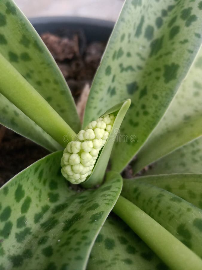 Drimiopsis Botryoides Baker are Blooming in the Garden Stock Image ...