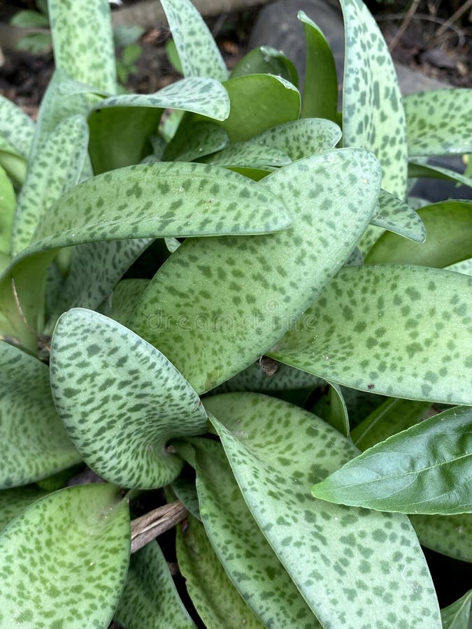 Drimiopsis Botryoides or Giant Squill in a Basket Tray Stock Image ...