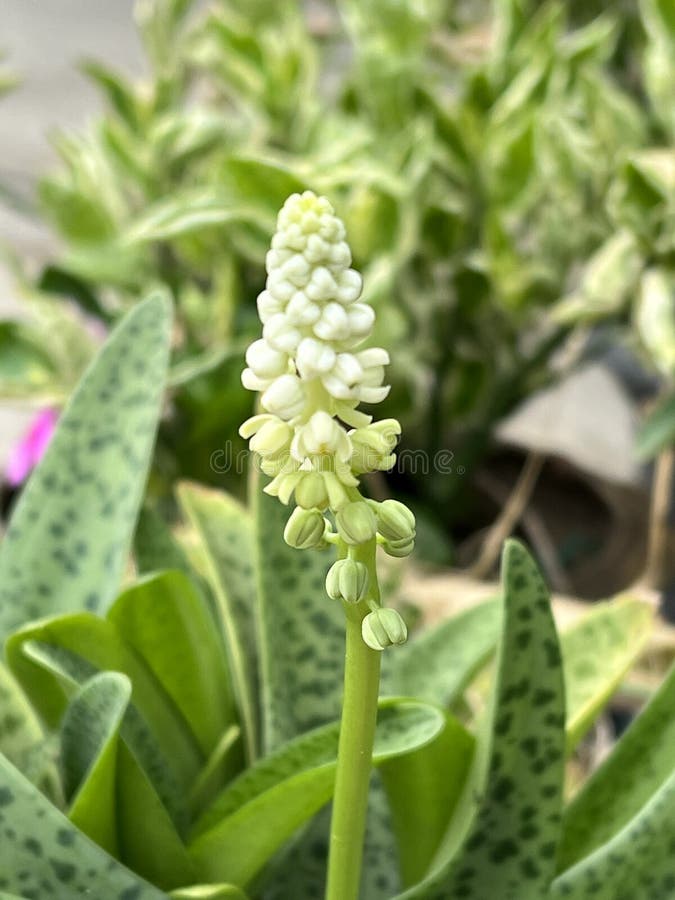 Drimiopsis Maculata Flower in Nature Garden Stock Photo - Image of ...