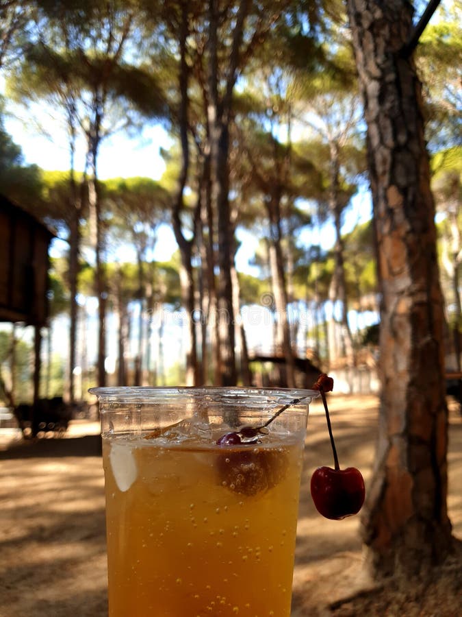 Drink under the trees stock photo. Image of evening - 230002708