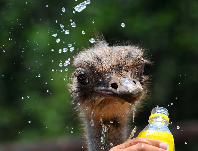 Ostrich Drinking Water stock photo. Image of feather - 24420128