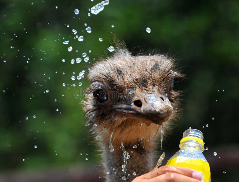 125 Ostrich Drinking Water Stock Photos - Free & Royalty-Free Stock ...