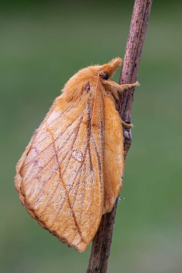 The Drinker - Euthrix Potatoria Stock Photo - Image of entomology ...