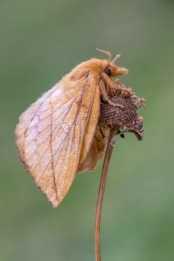 The Drinker - Euthrix Potatoria Stock Photo - Image of entomology ...