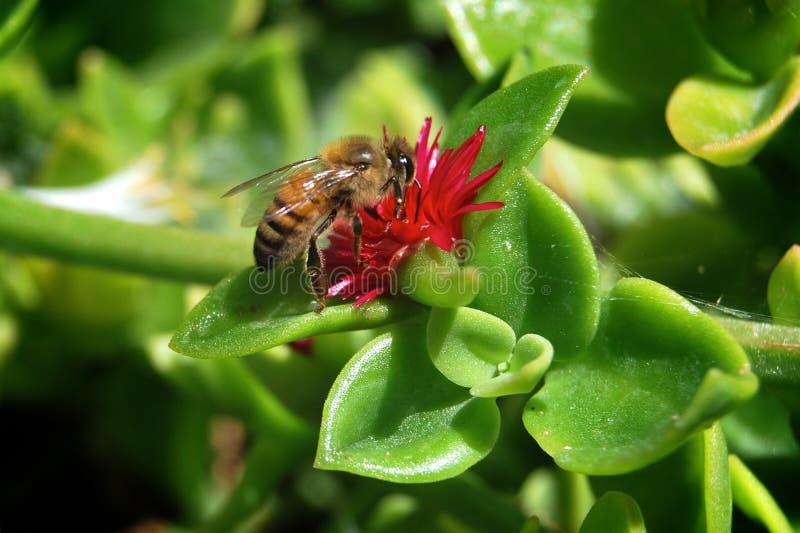 Drinking Bee stock photo. Image of drinking, flower, green - 49854974