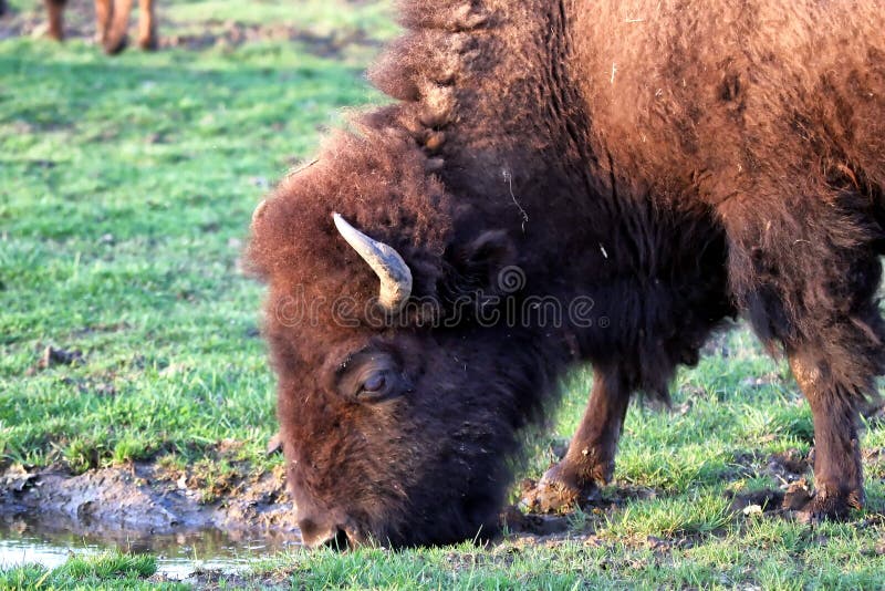 Drinking bison stock photo. Image of grass, buffalo, american - 26399018
