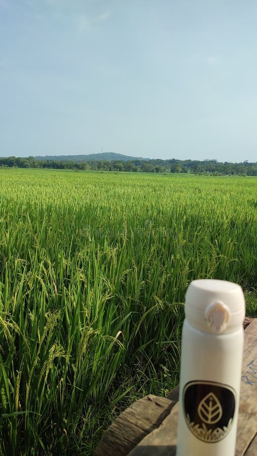 Drinking Bottles in a Hut on the Edge of a Rice Field Stock Image ...