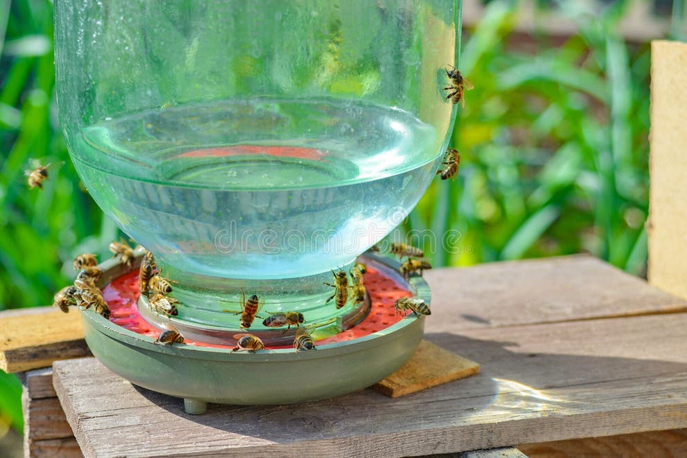 Drinking Bowl for Bees in an Apiary Close-up Stock Image - Image of ...