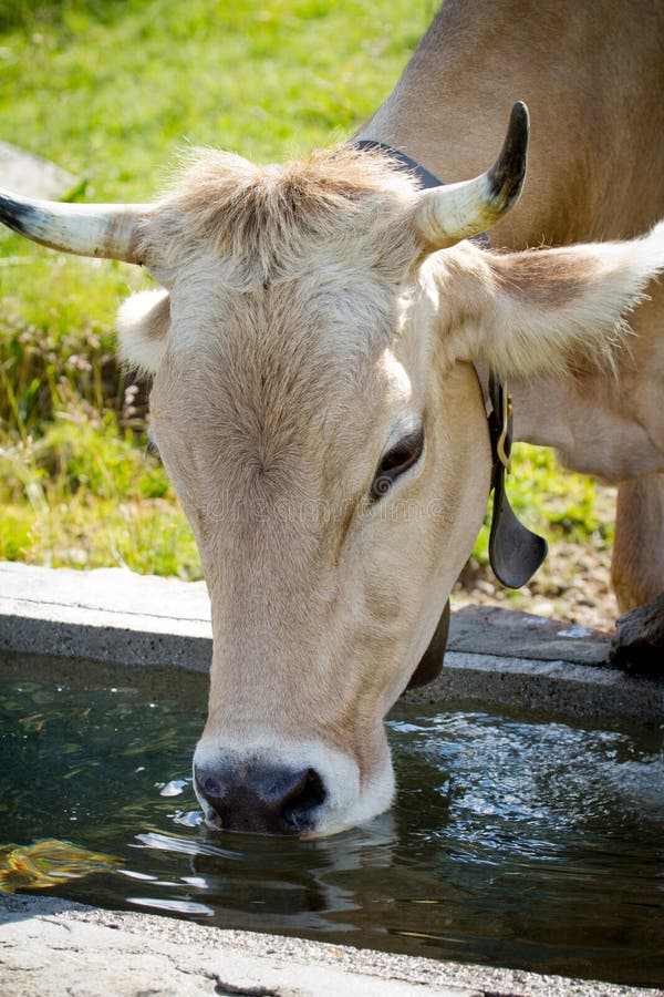 A Cow Drinking From A Water Fountain Stock Photo - Image of dairy ...