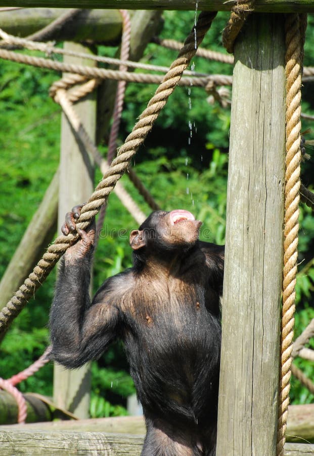 Chimpanzee Drinking from Water Pond in Zoo Stock Image - Image of drink ...