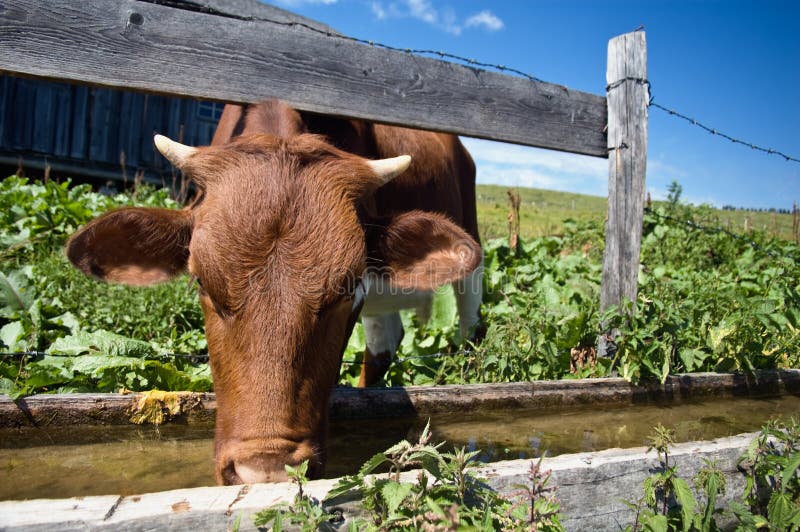 Drinking Cow stock image. Image of happy, alps, healthy - 12600231