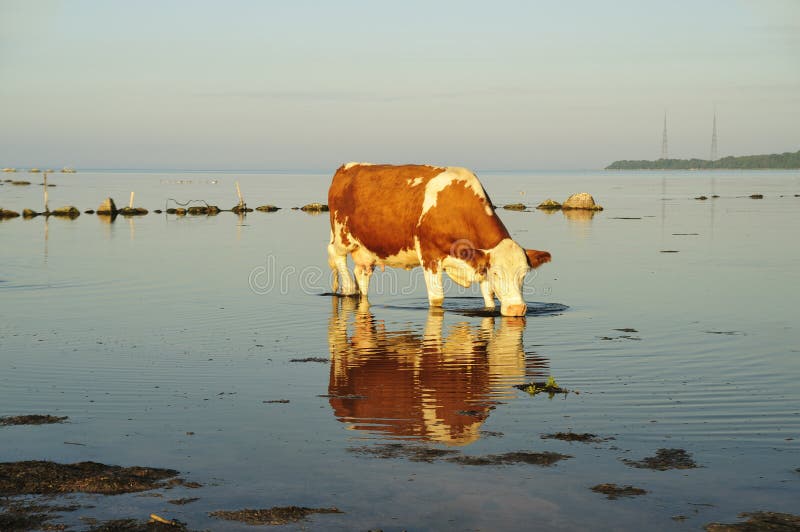 Drinking cow stock photo. Image of cattle, view, behavior - 24534844