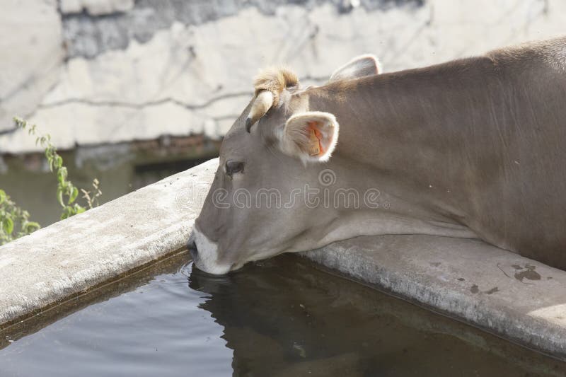 Drinking Cow stock image. Image of water, thirsting, scalve - 254389